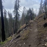Muir Grove Trail, California - 411 Reviews, Map | AllTrails