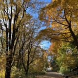 Mount Royal Park Loop, Quebec, Canada - 2,251 Reviews, Map | AllTrails