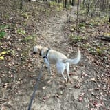 Lake Blue Ridge Loop , Georgia - 900 Reviews, Map | AllTrails