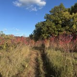 Gander Mountain Loop Trail, Illinois - 514 Reviews, Map | AllTrails