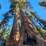 Congress Trail, California - 4,274 Reviews, Map | AllTrails