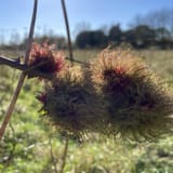 Saltfleetby-Theddlethorpe Dunes Nature Reserve, Lincolnshire, England ...