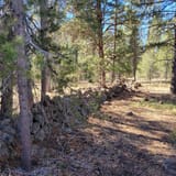 Bizz Johnson Trail, California - 185 Reviews, Map | AllTrails