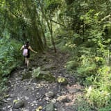 Makiki Valley Loop, Oahu, Hawaii - 6,030 Reviews, Map | AllTrails