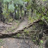 Cossey Massey Loop Track, Auckland, New Zealand - 932 Reviews, Map ...