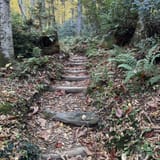 Ramsey Cascades Trail, Tennessee - 2,660 Reviews, Map | AllTrails