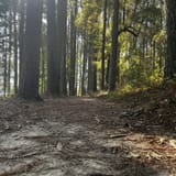 Harris Lake Peninsula Trail, North Carolina - 2,067 Reviews, Map ...