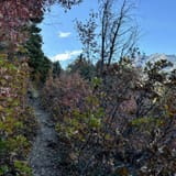 Lower Mill B North Fork Trail, Utah - 2,132 Reviews, Map | AllTrails