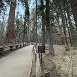 Congress Trail, California - 4,285 Reviews, Map | AllTrails