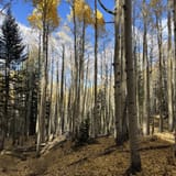 Inner Basin Trail, Arizona - 881 Reviews, Map | AllTrails