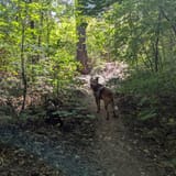 See Spring Trail, Arizona - 1,007 Reviews, Map | AllTrails