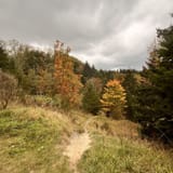 Japanese Gulch Loop Trail, Washington - 1,254 Reviews, Map | AllTrails