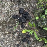 Native Lake Trail, Colorado - 263 Reviews, Map | AllTrails