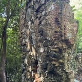 Reef Bay Trail, Saint John, US Virgin Islands - 1,077 Reviews, Map ...