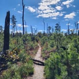 Batsto Lake Trail, New Jersey - 1,942 Reviews, Map | AllTrails
