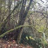 Mercer Slough Nature Park, Washington - 1,047 Reviews, Map | AllTrails