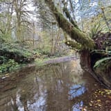 Wilson River Trail, Oregon - 822 Reviews, Map | AllTrails