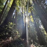 Tall Trees Grove Loop Trail, California - 2,698 Reviews, Map | AllTrails