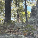 Devils Knob Loop, Arkansas - 233 Reviews, Map | AllTrails