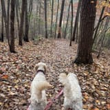 Lake Blue Ridge Loop , Georgia - 900 Reviews, Map | AllTrails