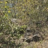 Meramec Bluff View Trail, Missouri - 606 Reviews, Map | AllTrails