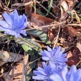 Okehocking Preserve Loop, Pennsylvania - 1,293 Reviews, Map | AllTrails