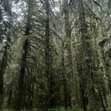 Hall of Mosses Trail, Washington - 7,385 Reviews, Map | AllTrails