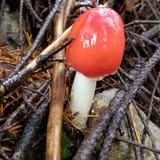 Mount Crumpit via Stairway to Heaven, Woodpecker, and S&M Connector ...