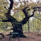 Savernake Forest Circular, Wiltshire, England - 126 Reviews, Map ...