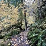 Watson Falls, Oregon - 1,303 Reviews, Map | AllTrails