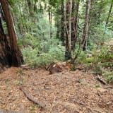 Bootjack Loop, California - 1,989 Reviews, Map | AllTrails