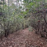 Long Branch Loop Trail, Georgia - 2,546 Reviews, Map | AllTrails