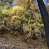 Bear Wallow Spring, Arizona - 391 Reviews, Map | AllTrails