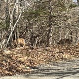 Hawksbill Loop Trail, Virginia - 5,338 Reviews, Map | AllTrails