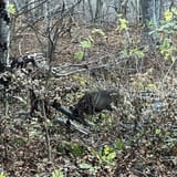 Hawksbill Loop Trail, Virginia - 5,084 Reviews, Map | AllTrails