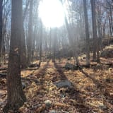 Reeves Brook Loop Trail, New York - 5,277 Reviews, Map | AllTrails