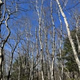 Huckleberry Point Trail, New York - 1,985 Reviews, Map | AllTrails