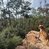 Torreya Trail, Florida - 438 Reviews, Map | AllTrails