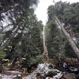 Snow Lake Trail, Washington - 14,553 Reviews, Map | AllTrails