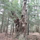 Sprague Brook Park Trail, New York - 1,461 Reviews, Map | AllTrails