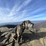 Hawksbill Loop Trail, Virginia - 5,338 Reviews, Map | AllTrails