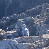 Ocean Path Trail, Maine - 4,853 Reviews, Map | AllTrails