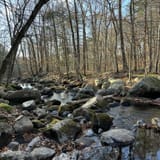 Reeves Brook Loop Trail, New York - 5,230 Reviews, Map | AllTrails