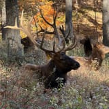 White Bison Loop, Missouri - 2,670 Reviews, Map | AllTrails
