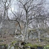 Hawksbill Loop Trail, Virginia - 5,338 Reviews, Map | AllTrails