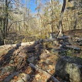 Reeves Brook Loop Trail, New York - 5,230 Reviews, Map | AllTrails