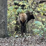 White Bison Loop, Missouri - 2,670 Reviews, Map | AllTrails