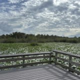 Anhinga Trail, Florida - 1,873 Reviews, Map | AllTrails