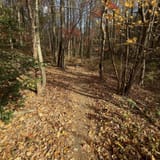 Neversink Loop Trail, Pennsylvania - 1,261 Reviews, Map | AllTrails