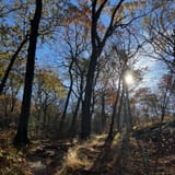 Reeves Brook Loop Trail, New York - 5,230 Reviews, Map | AllTrails